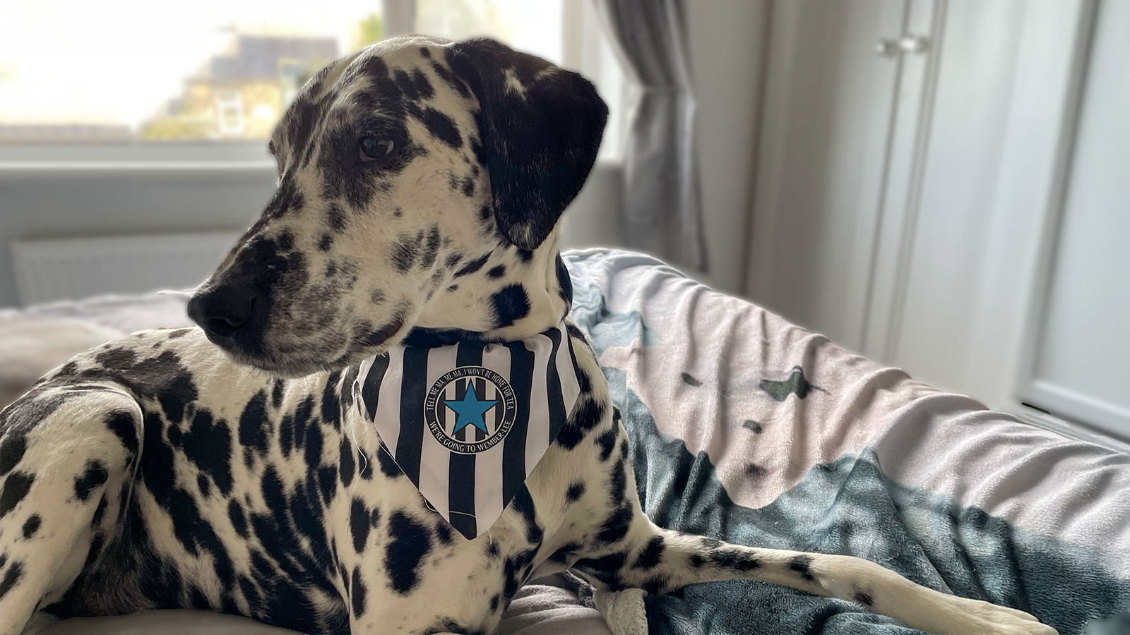 Newcastle United on their way to Wembley! The photo that perfectly ...