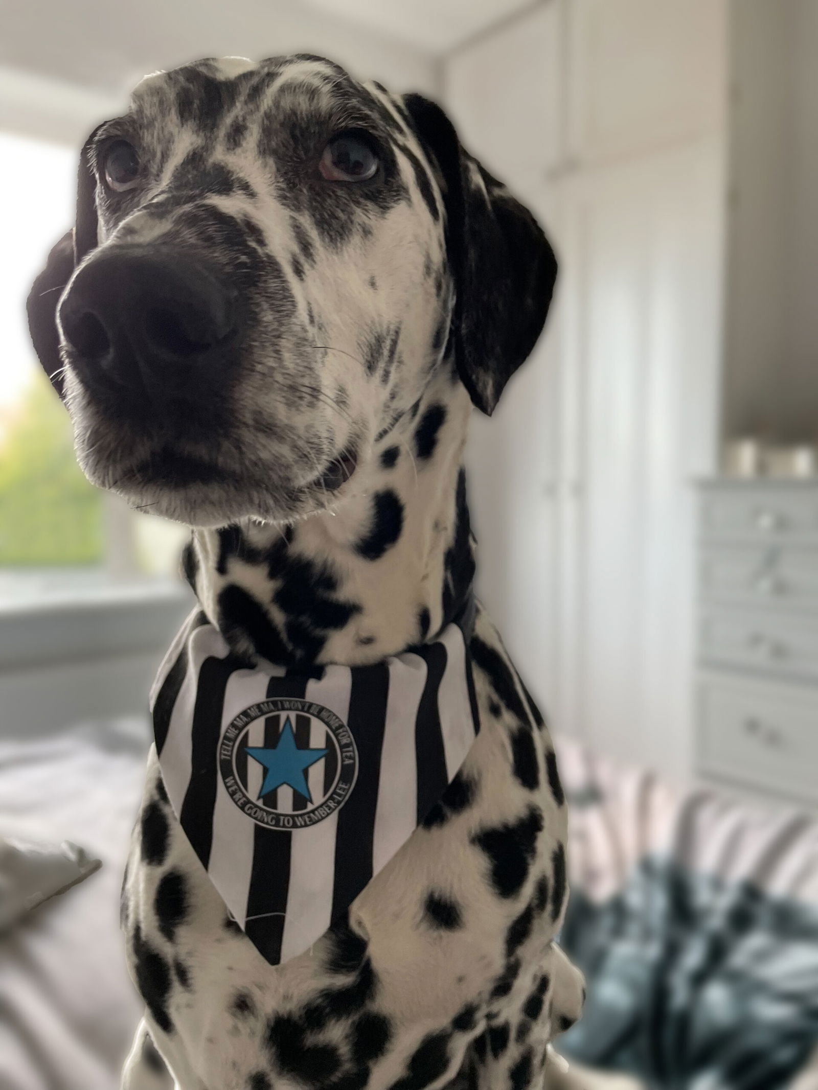 Newcastle United on their way to Wembley! The photo that perfectly ...